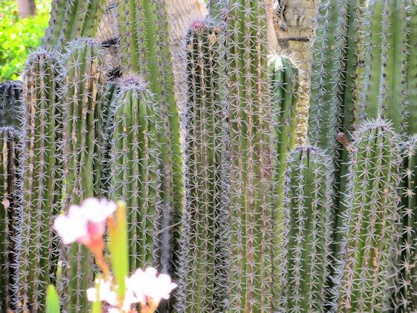 A GUIDE TO NORTHEASTERN GARDENING: The Gardens of Aruba: A Look Beyond ...