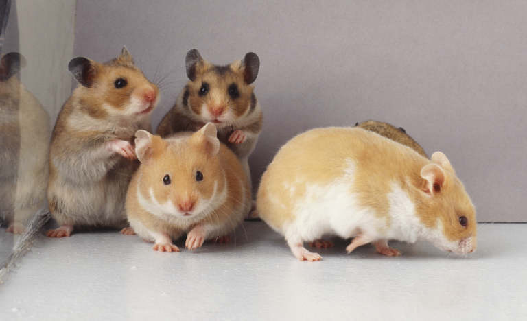 How to choose a hamster ~ Hamster Care and Advice