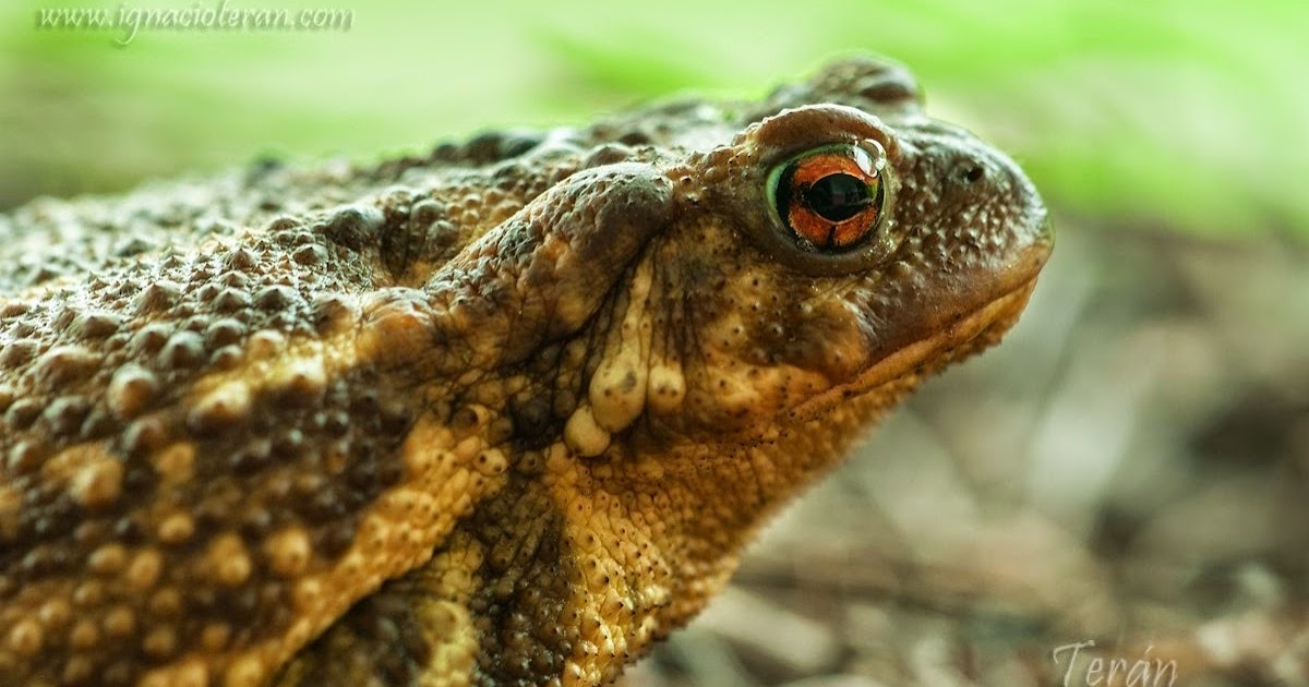 Jose Ignacio Teran "Naret": SAPO PARTERO O SAPO COMUN