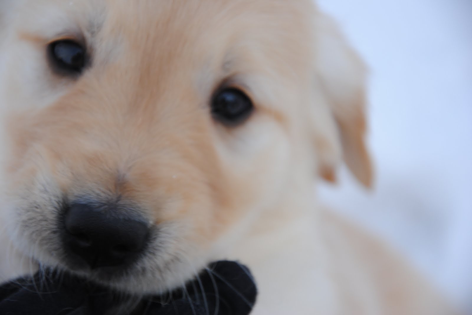 Keeping your dog healthy - Tidewater Golden Retrievers