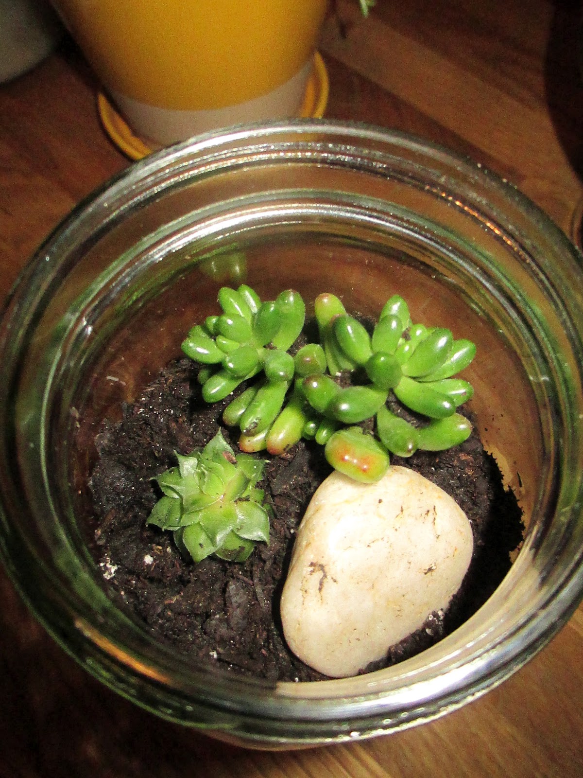 Grandma Henley: Terrariums aka the Mini-Garden Parfait