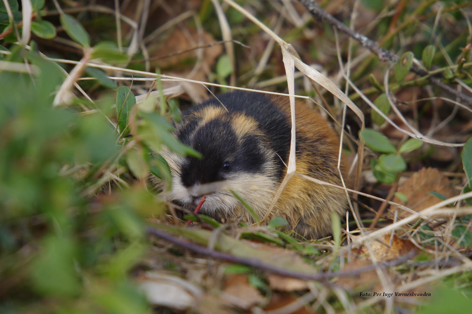 NATUROBSERVATØREN: Lemenår
