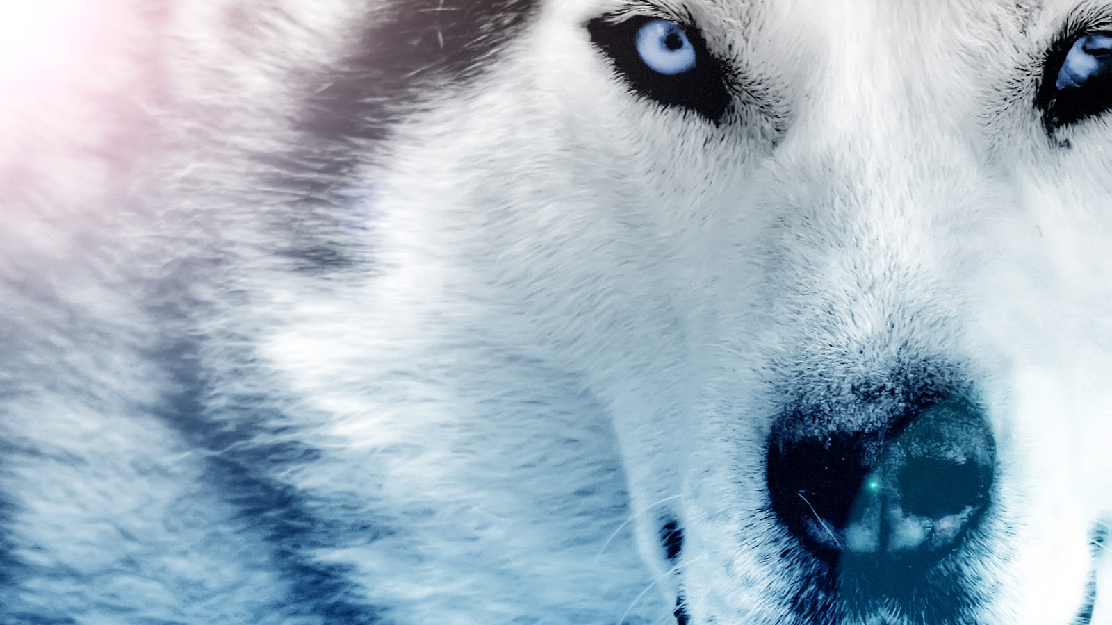 A importância dos Animais de Poder no Xamanismo - Canal Namastê