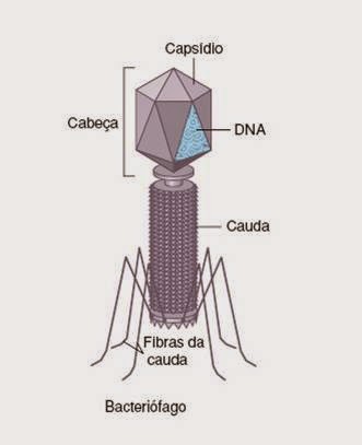 BioDNA: Reino Virota (Vírus)