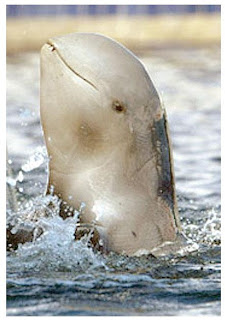 The Legend of Pesut Mahakam | Story Telling