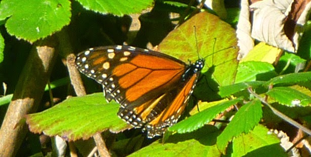 Trailing Ahead: Monarch Trail: butterfly viewing in the Eucalyptus ...