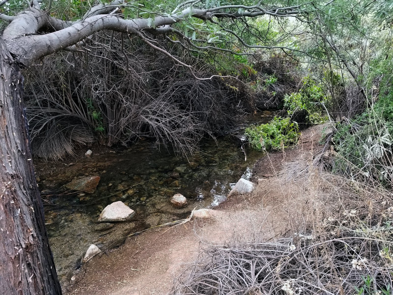 Riparian Preserve at Water Ranch