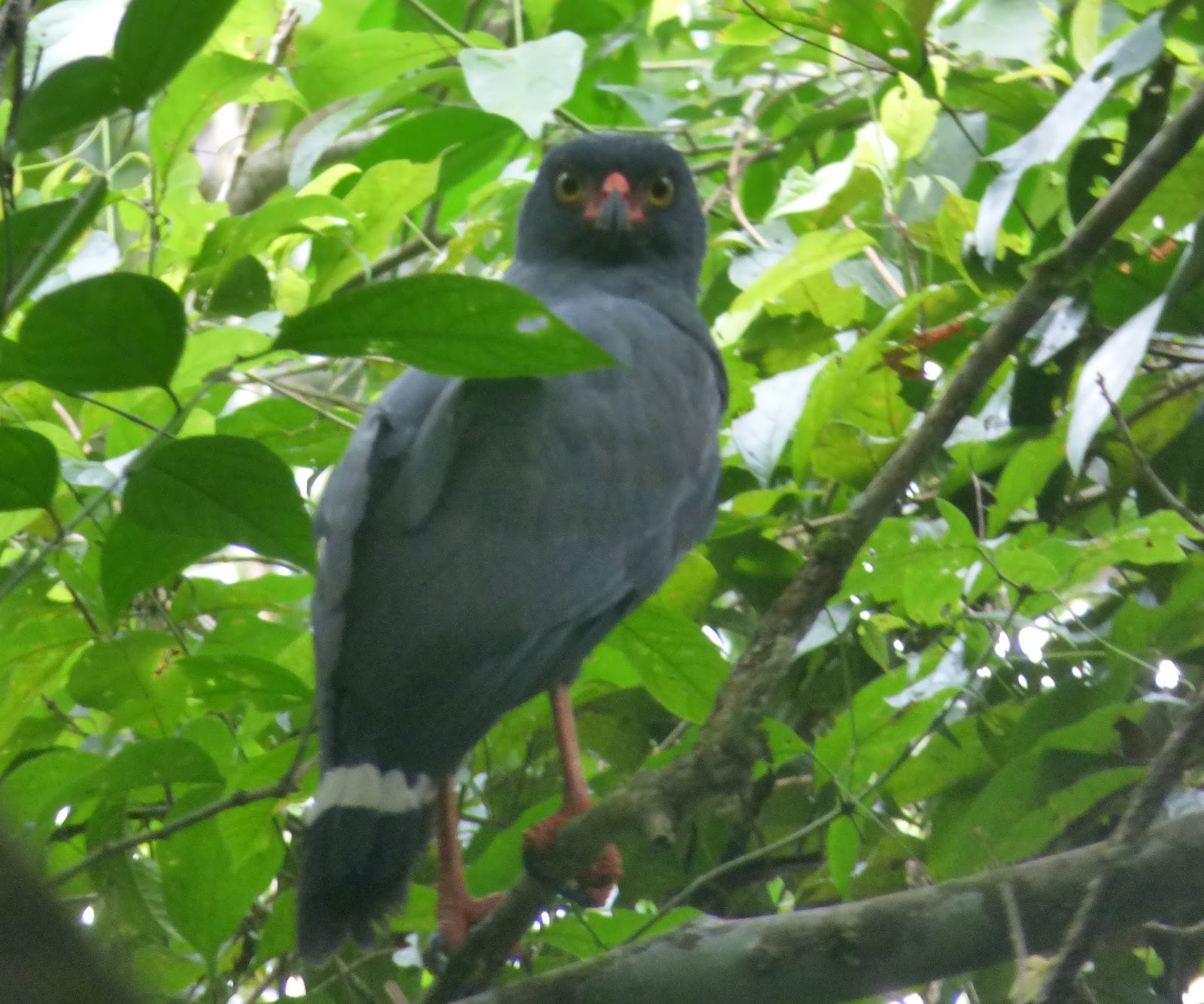 Birds on the brain: A Carolina Bird Club Ornithological Workshop at ...