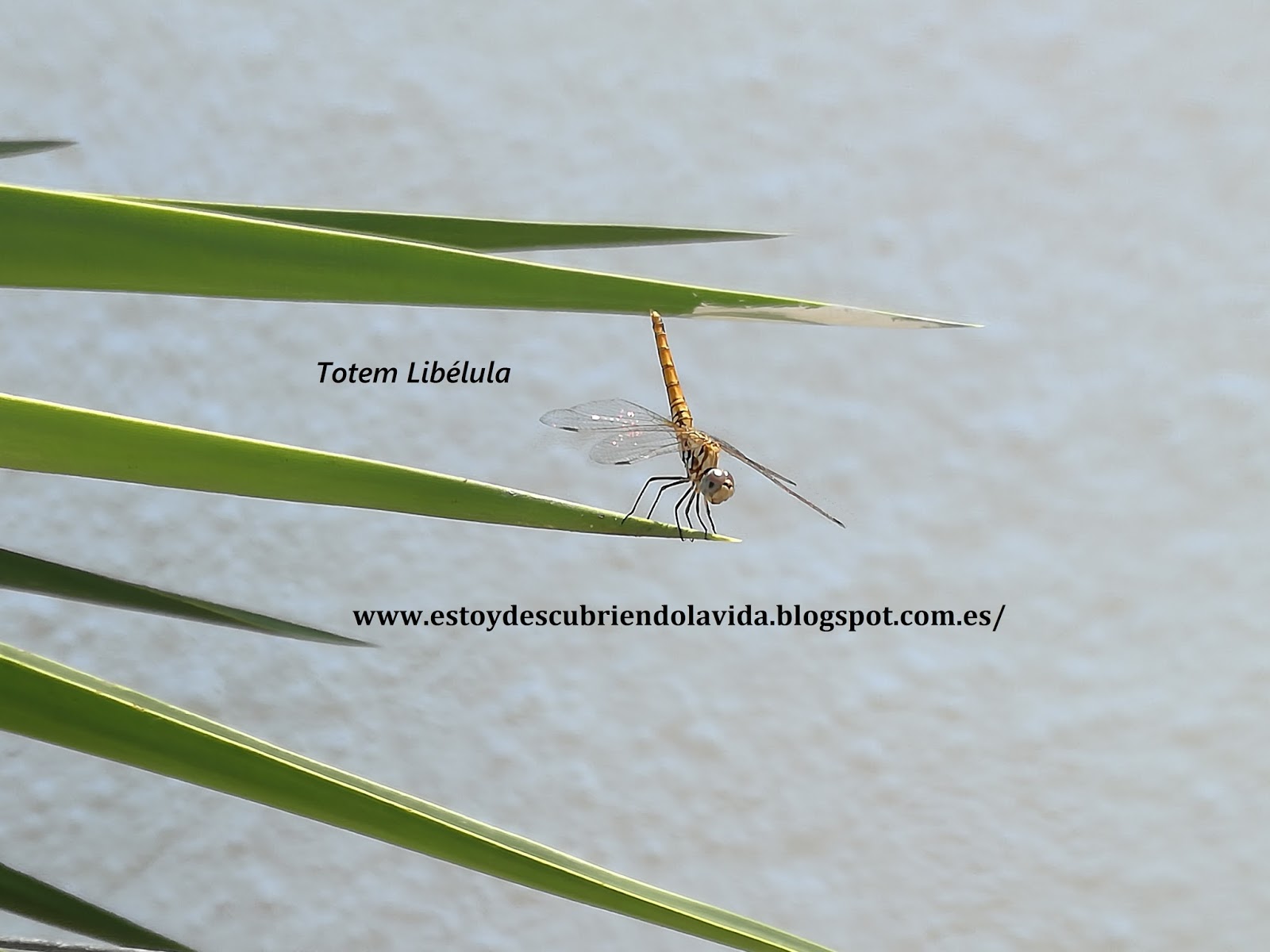 Descubriendo la vida: La libélula y la buena suerte