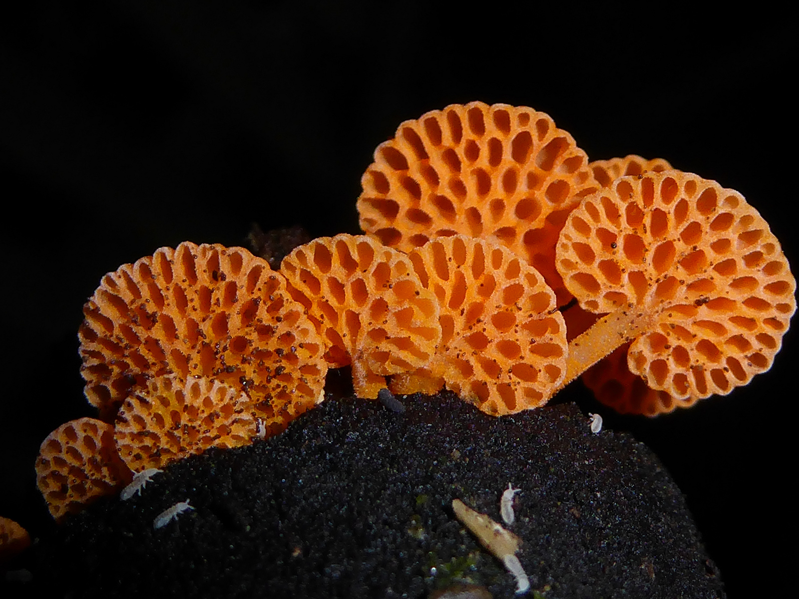 Real Monstrosities: Orange Pore Fungus