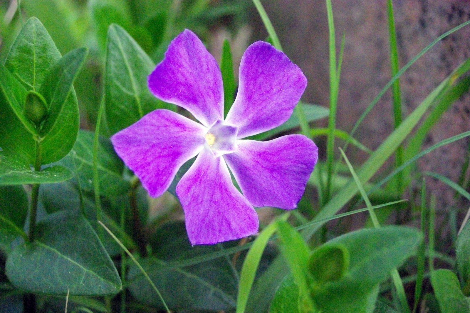 The Reflective Gardener: 2014