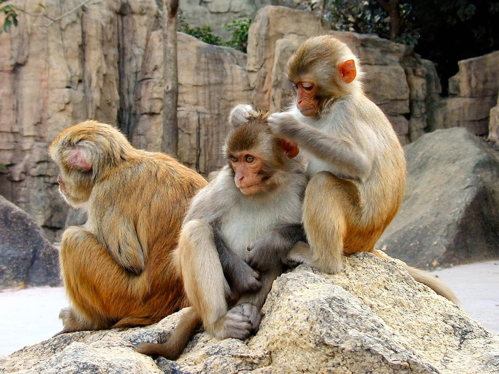 Three monkeys sitting rock wallpaper - beautiful desktop wallpapers 2014