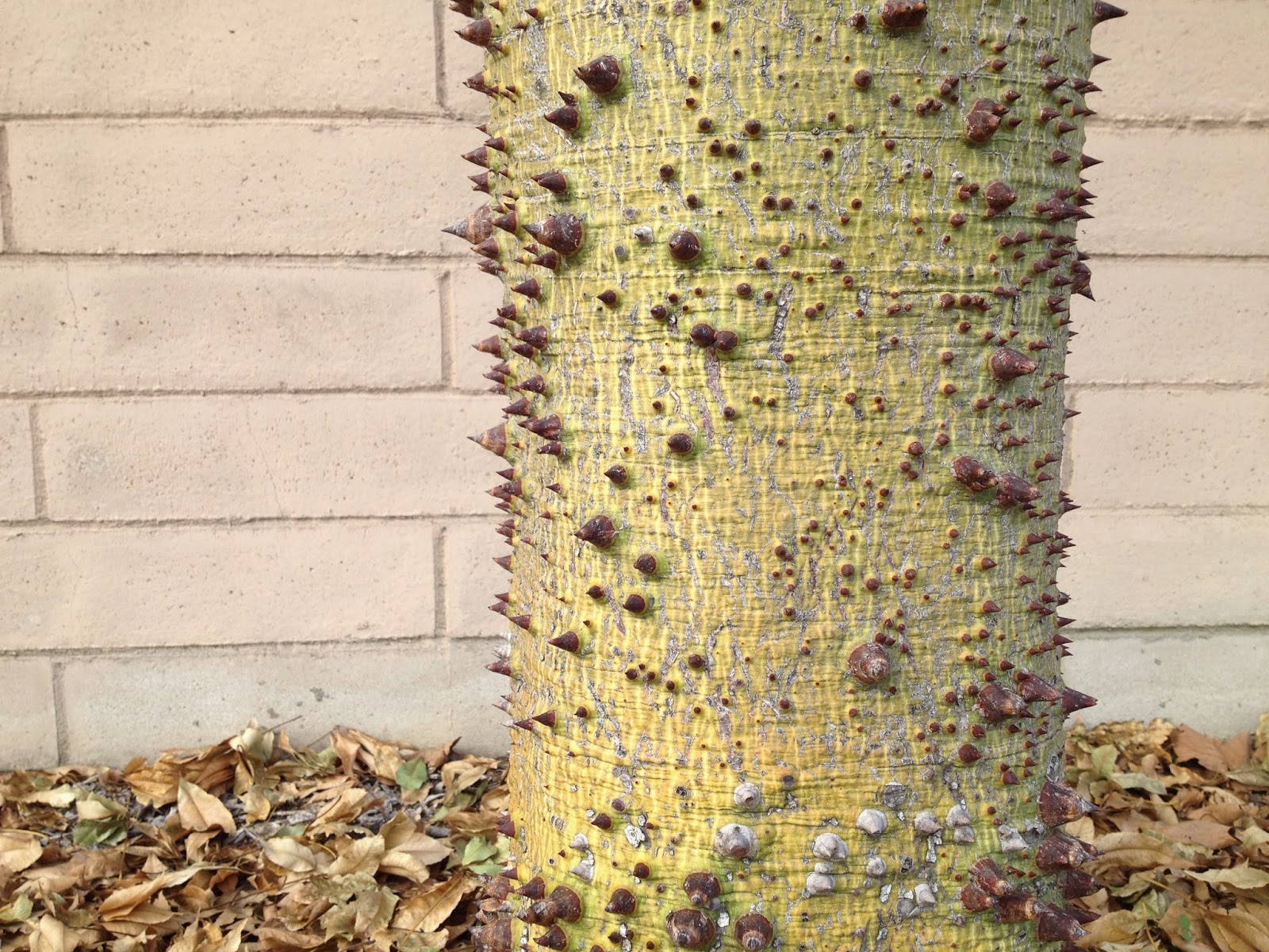 Fruit Tree Pruning at Its Best: Tree Bark