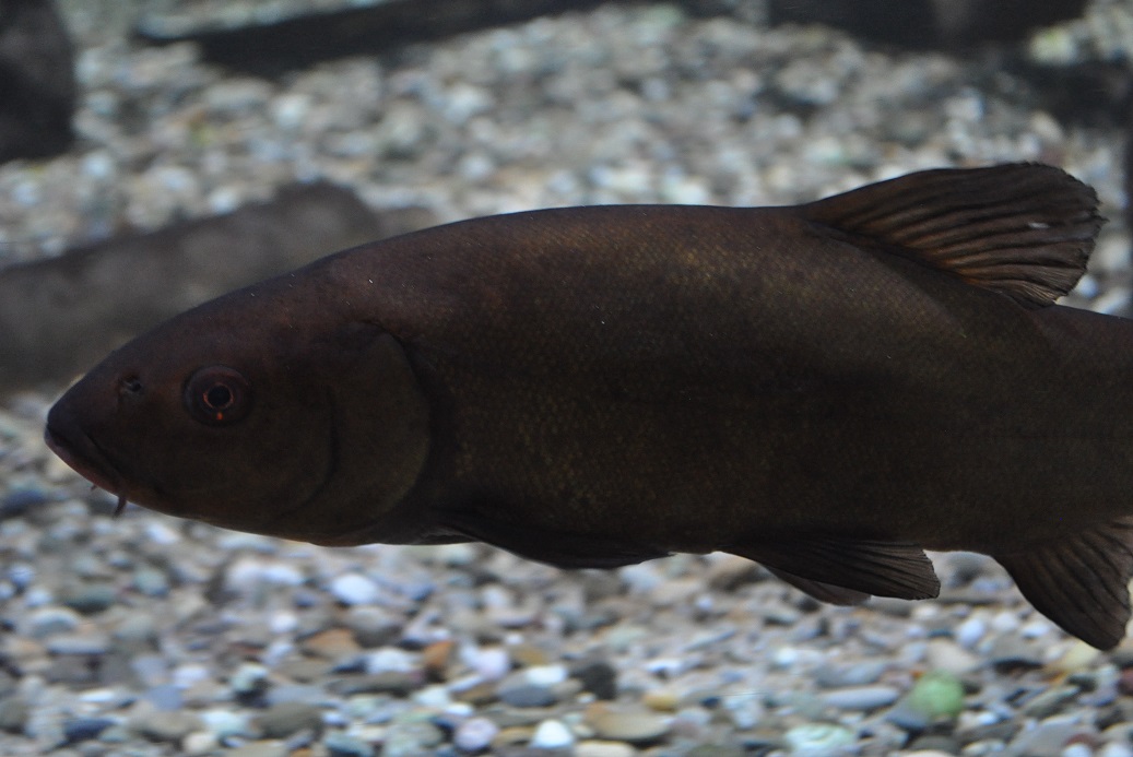 ZOOTOGRAFIANDO (6.100 ANIMALS): TENCA (Tinca tinca)