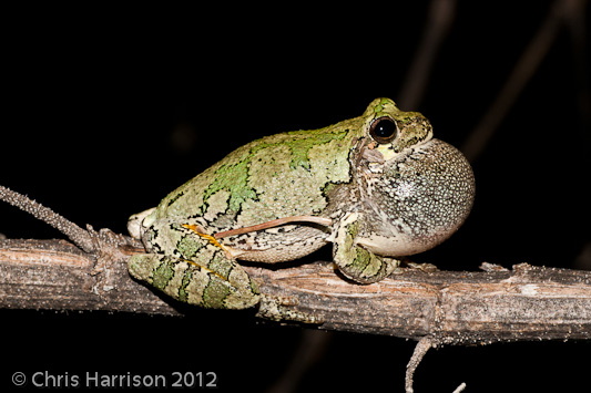Frog Blog: Texas' "Green" TreefrogsHyla cinerea vs. Hyla squirella
