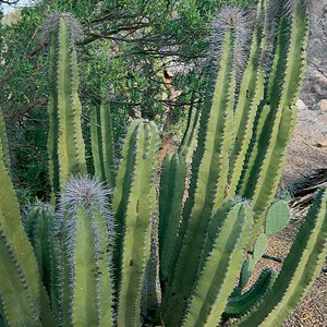 Combatir cancer y otras enfermedades con té de musaro: Que es el MUSARO?