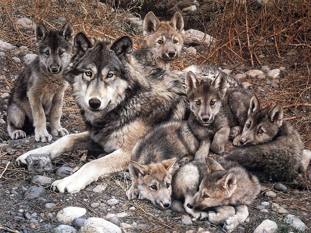LA GUARIDA DE GRAY WOLF: LOS ULTIMOS LOBOS SILVESTRES DE LA COLUMBIA ...