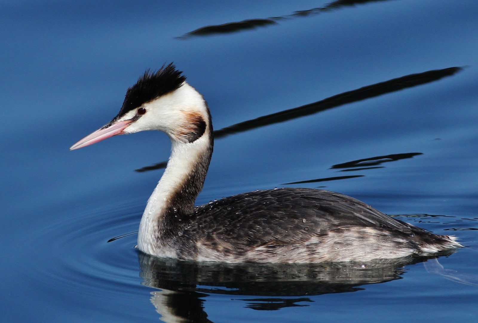Biodiversity of Cyprus by NGO Protection of the Natural Heritage and ...