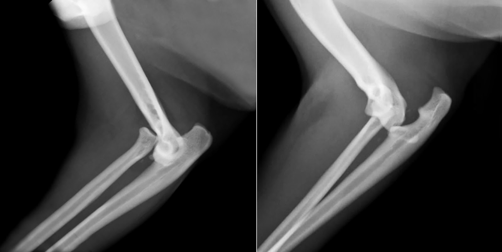 ARTROVET: Luxación de codo en gato