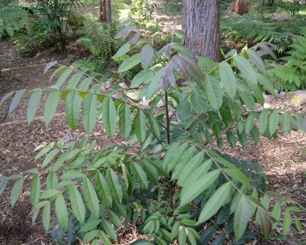 Merewether Family Life: Australian Red Cedar
