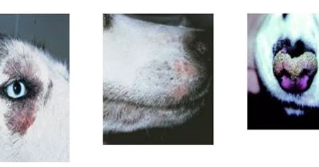 Cara Mengobati Zinc Responsive Dermatosis | Drh. Fira Sovica