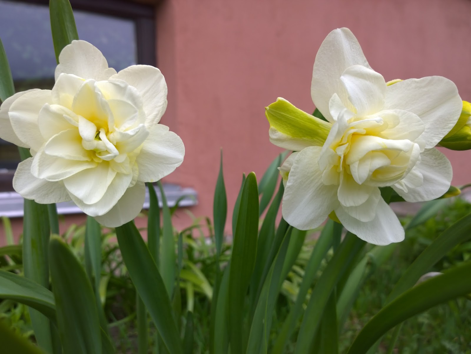 Manni tegemised: Tervitussõnumit kandev lill- nartsiss