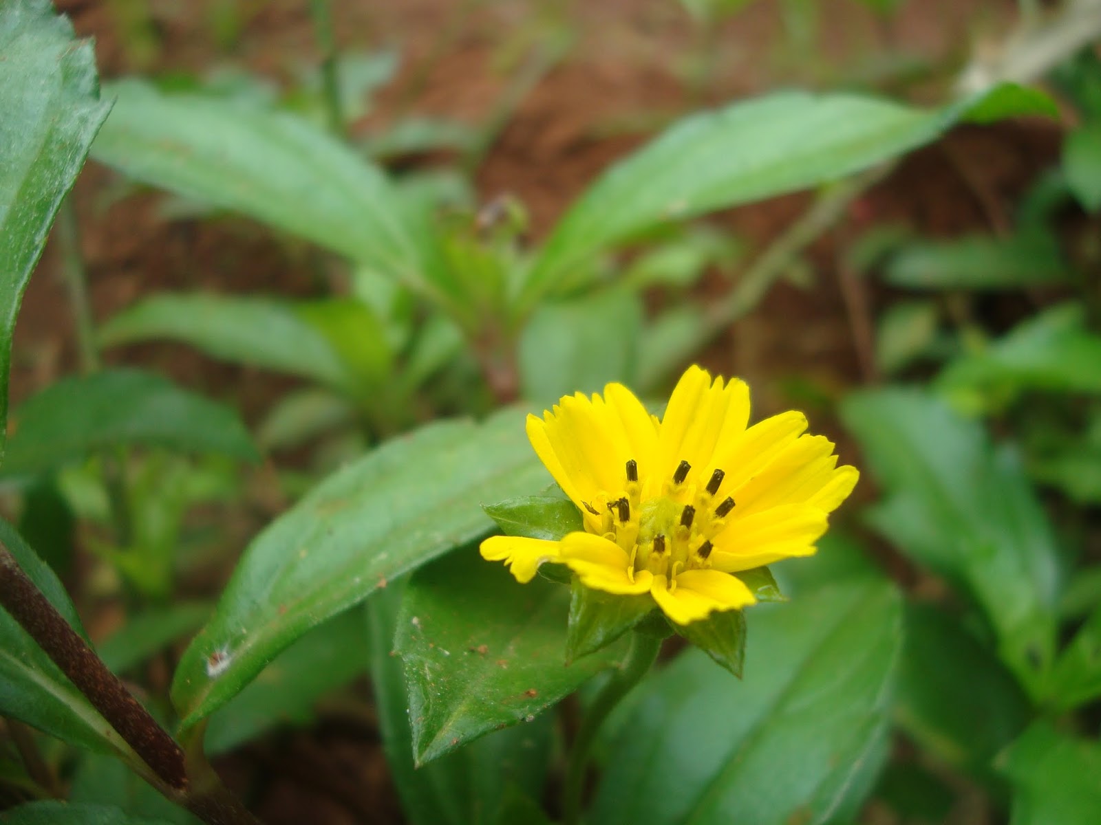 NATURAL PHOTOS AND WALLPAPERS: MANJAL KARISALANGANI LEAF