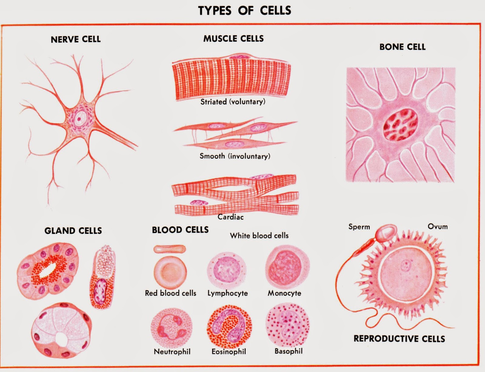 Life Science: S7L2
