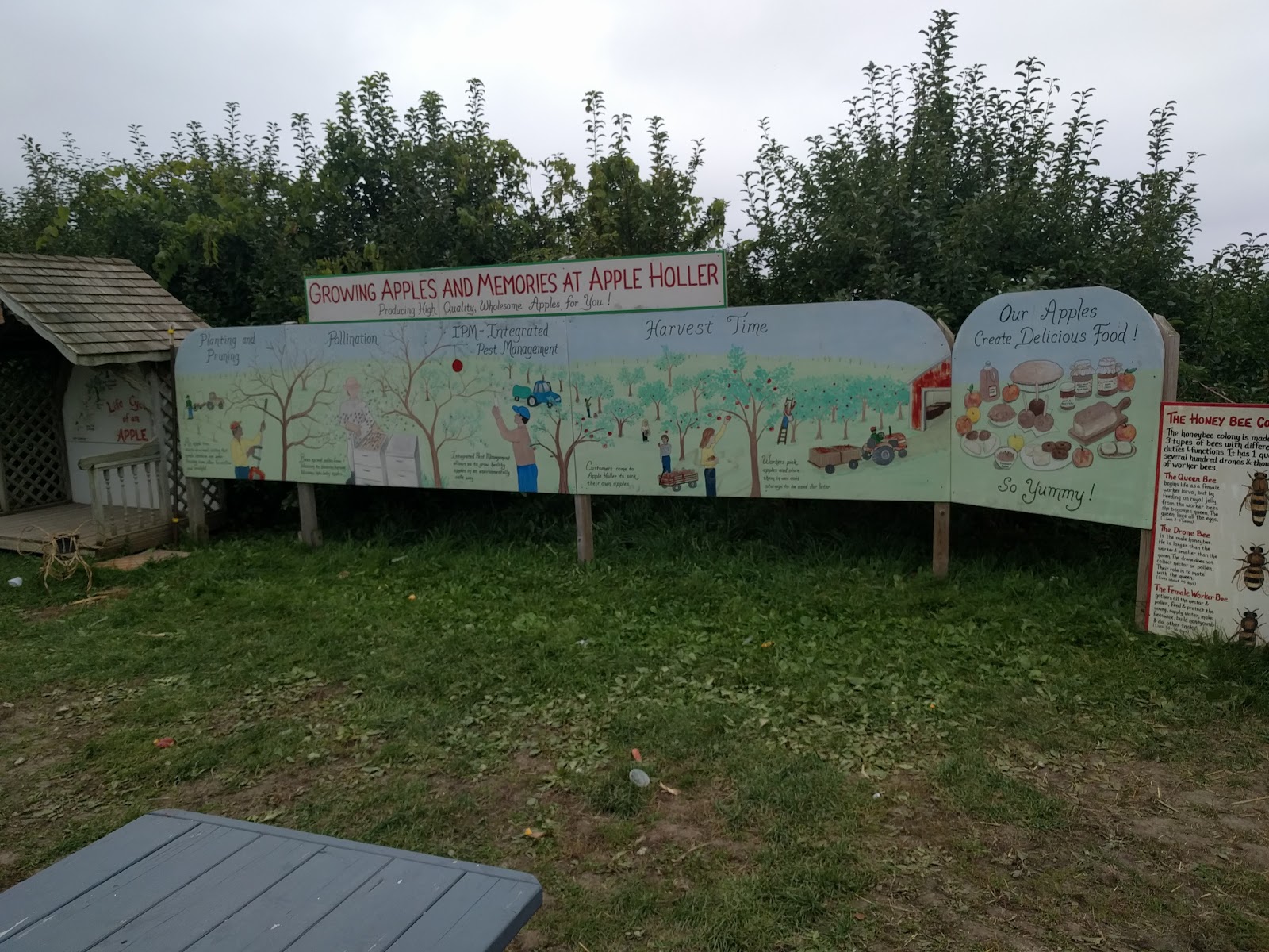 Apple Holler - AKA "Big Apple"