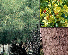 GERMINACIÓN EN CAMAS DE ALMÁCIGO EN VIVERO ~ Bosque Tropical
