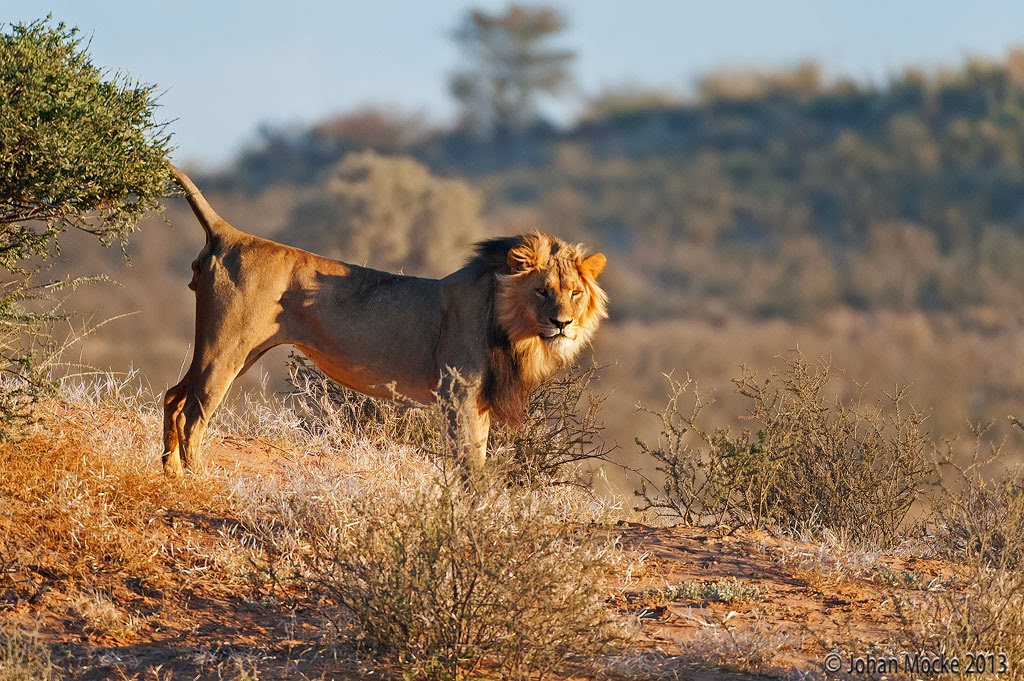 Johan Mocke Photography: "My Lion" for one hour in the Kgalagadi