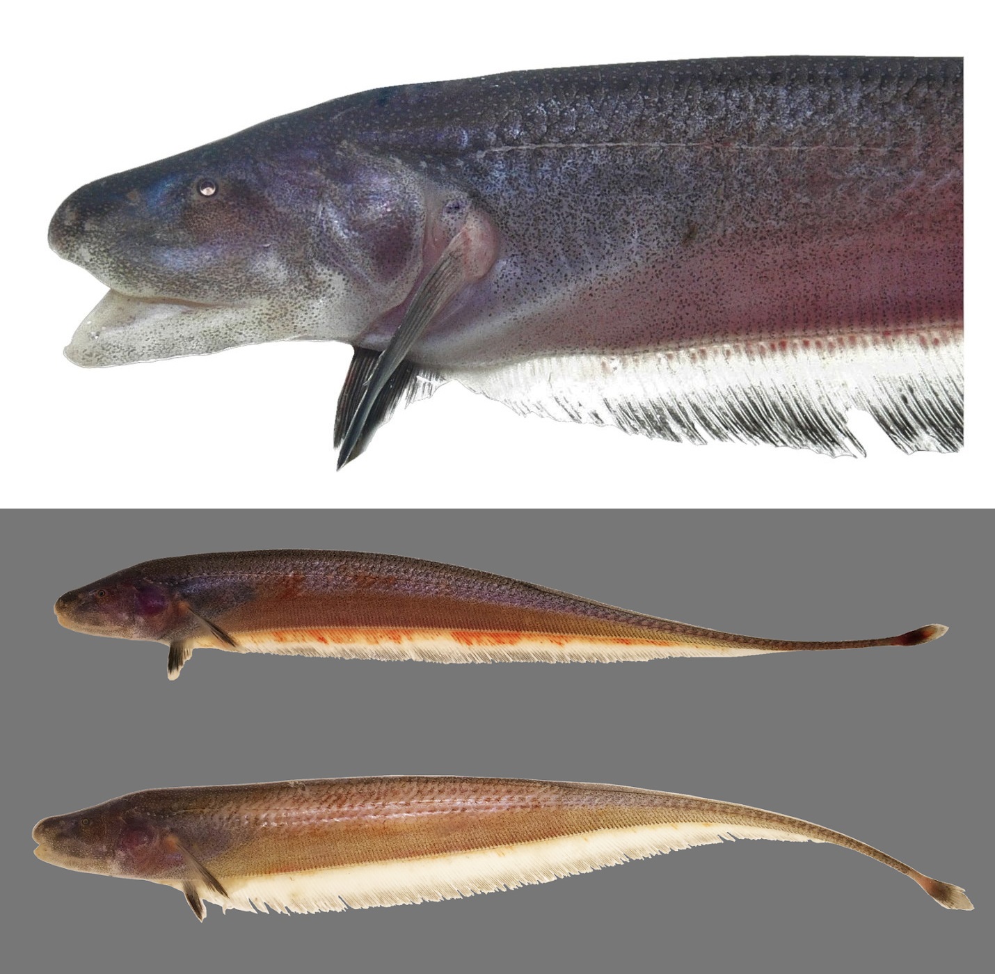 Species New to Science: [Ichthyology • 2018] Melanosternarchus amaru ...