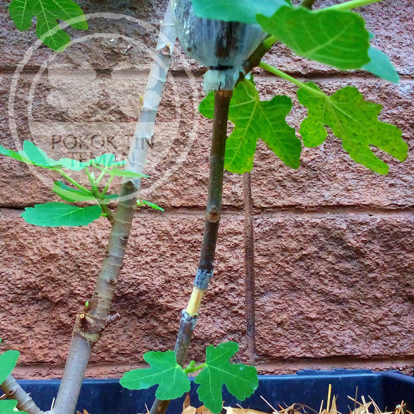 Pokok Tin Teman: Tut #06: Teknik Air Layering Pokok Tin