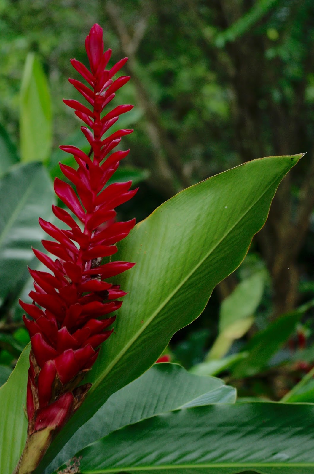 Chrismate: PART 1 - SPICE GARDEN / 'Le Jardin du Roi', Mahé, Seychelles.