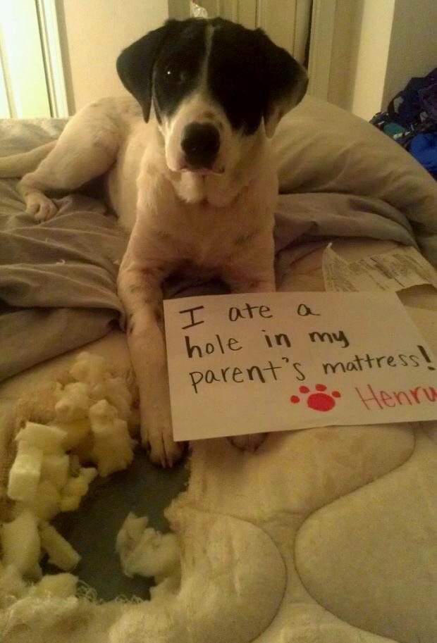 >> Photo Evidence: These Dogs Are Guilty!