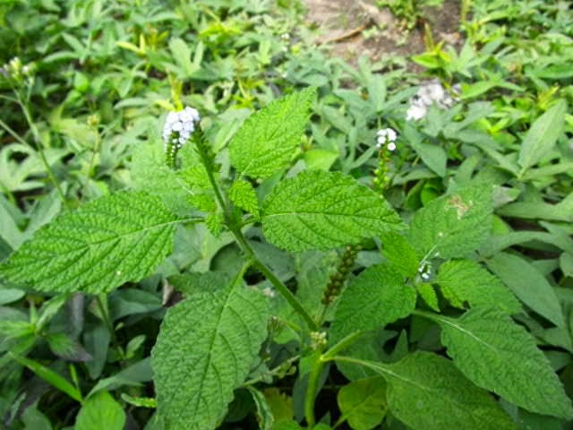 known as Elepante herbal plant uses for treatment of relapse and over ...