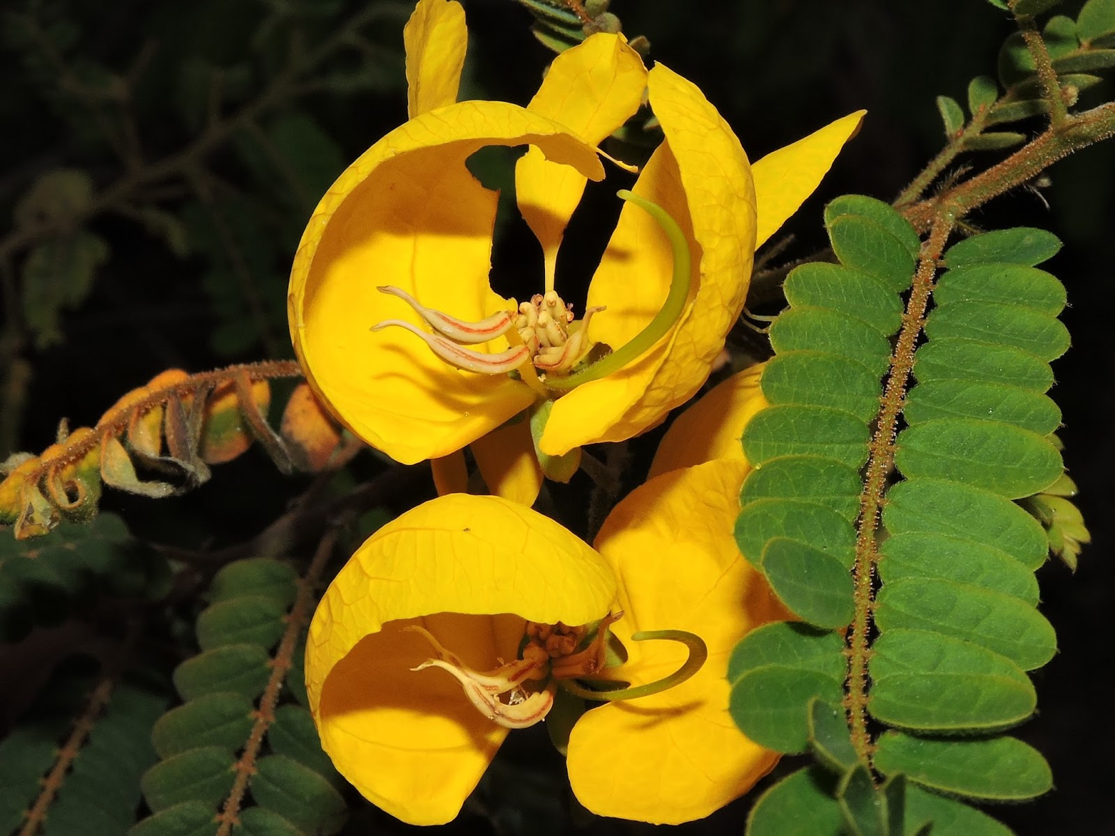 Fabaceae - Leguminosae no Brasil: Fabaceae - Senna acuruensis (Benth ...