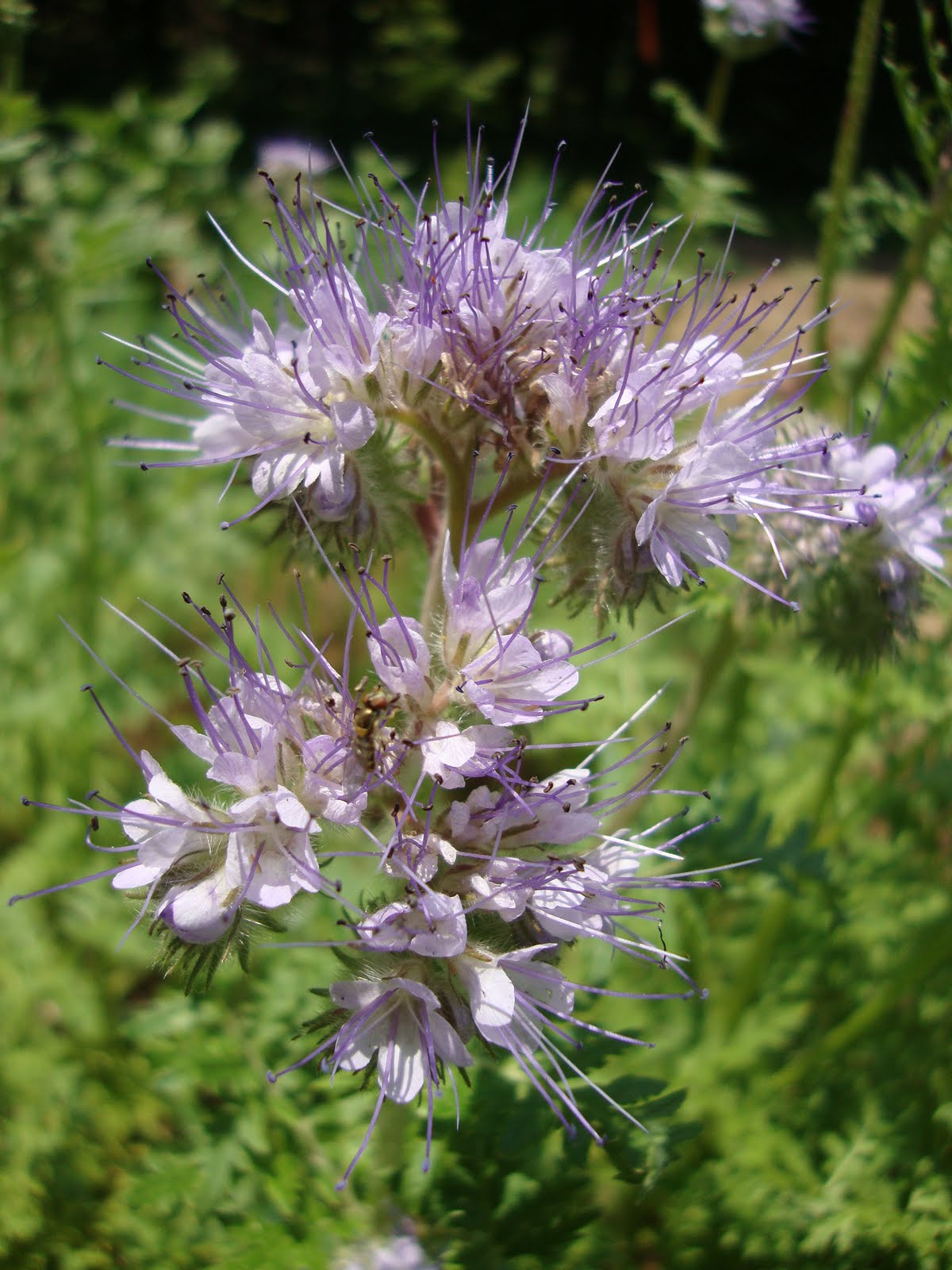 FAT BEAR FARM: Black Snake Down: R.I.P. Garden Helper