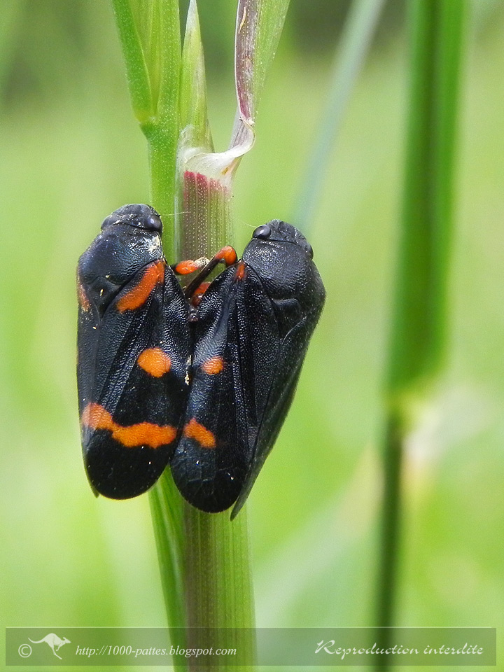 WILDLIFE GATEWAY: Cercopes à genoux rouges