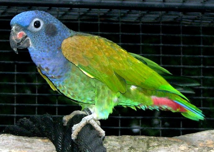 BEAUTY OF WILDLIFE: Some Real and Unique Parrots Like Macaw,Red Tailed ...