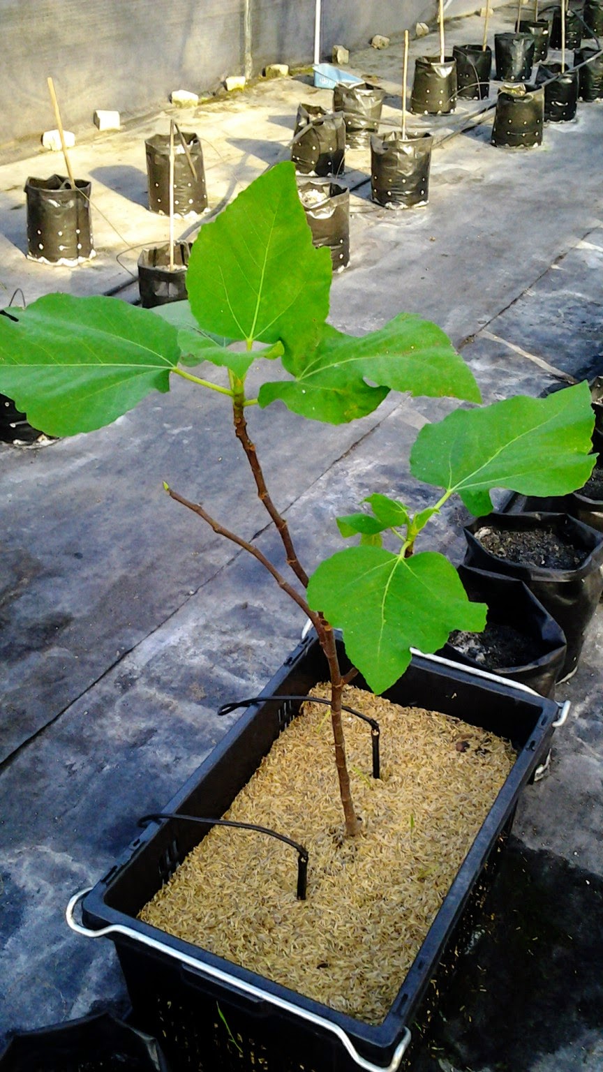 NIA GOLDEN FIGS PROJECT: PROJEK PENANAMAN POKOK FIGS DI PERLIS...ONE ...