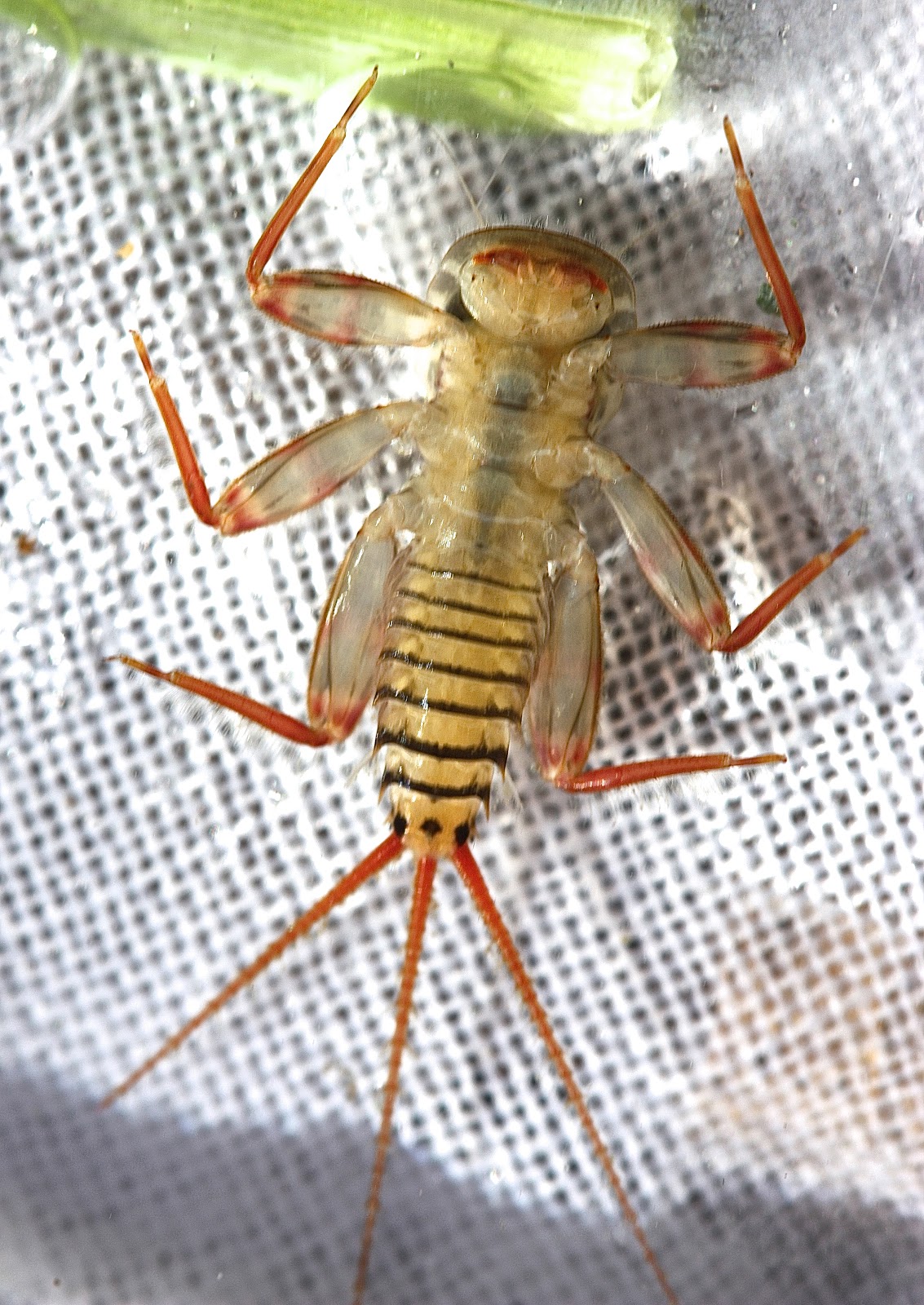 Aquatic Insects of Central Virginia: It was something about the gills ...
