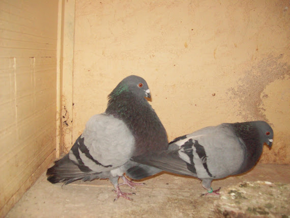 PALOMAR LOS FELIPINES "El Cobi": VENTA DE PALOMAS BUCHONAS
