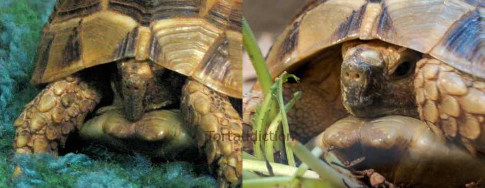 Tortaddiction: How to trim a tortoise's beak - with pictures!