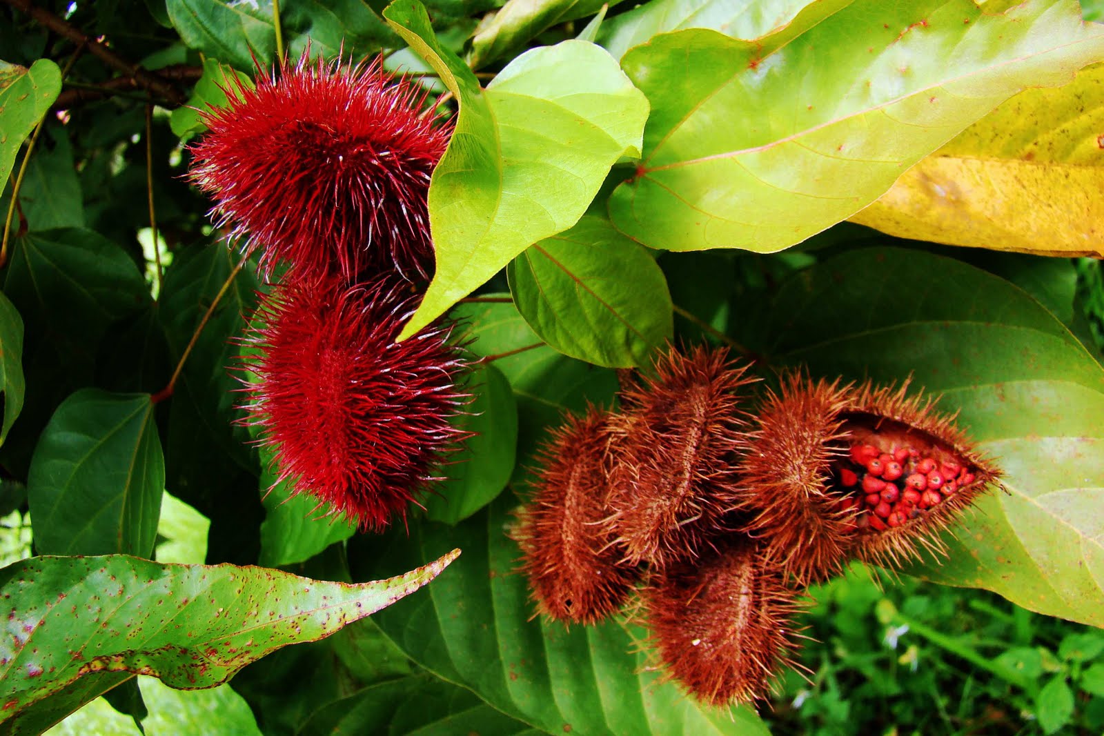 COCINANDO CON ROSALIA: Aceite de Achiote o de Bija