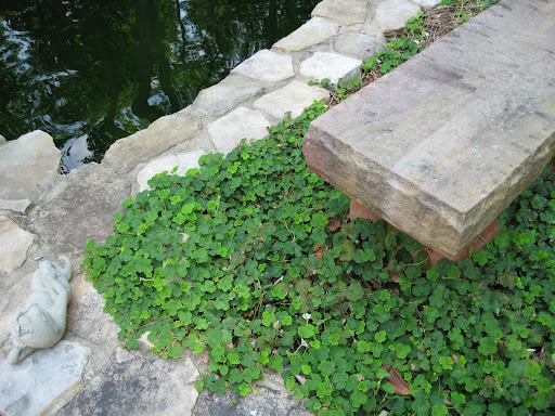 Temperate Climate Permaculture: Permaculture Plants: Groundcover Raspberry