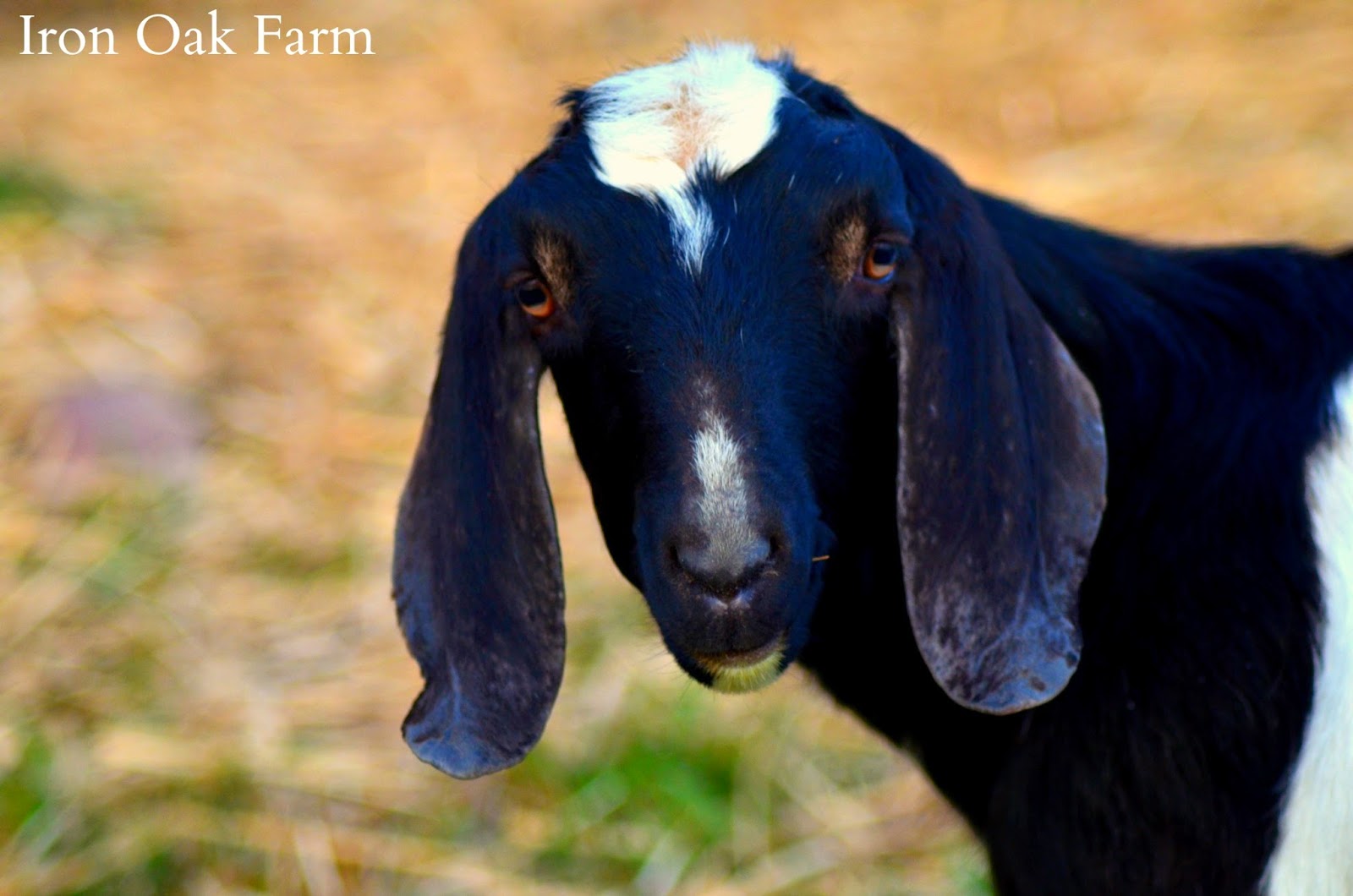 Iron Oak Farm: Goats