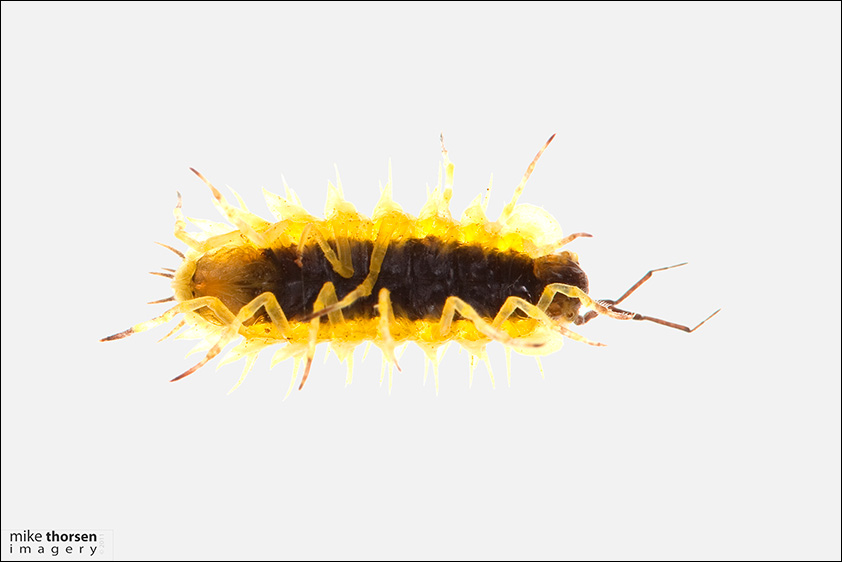 The Banzai Chicken Blog: September 2011