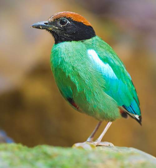 Western hooded pitta photos | Birds of India | Bird World