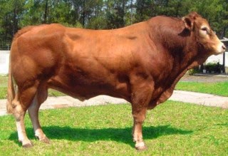 GAMBAR SAPI LIMOUSINE / SAPI LIMOSIN 6 | GAMBAR SAPI